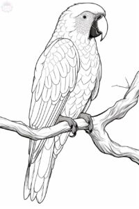 Arara Para Colorir + De 40 Desenhos Para Imprimir e Pintar