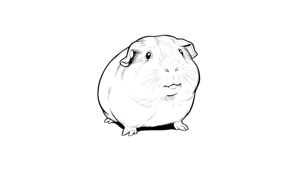 Porquinho da Índia Para Colorir + de 30 Desenhos Para Imprimir